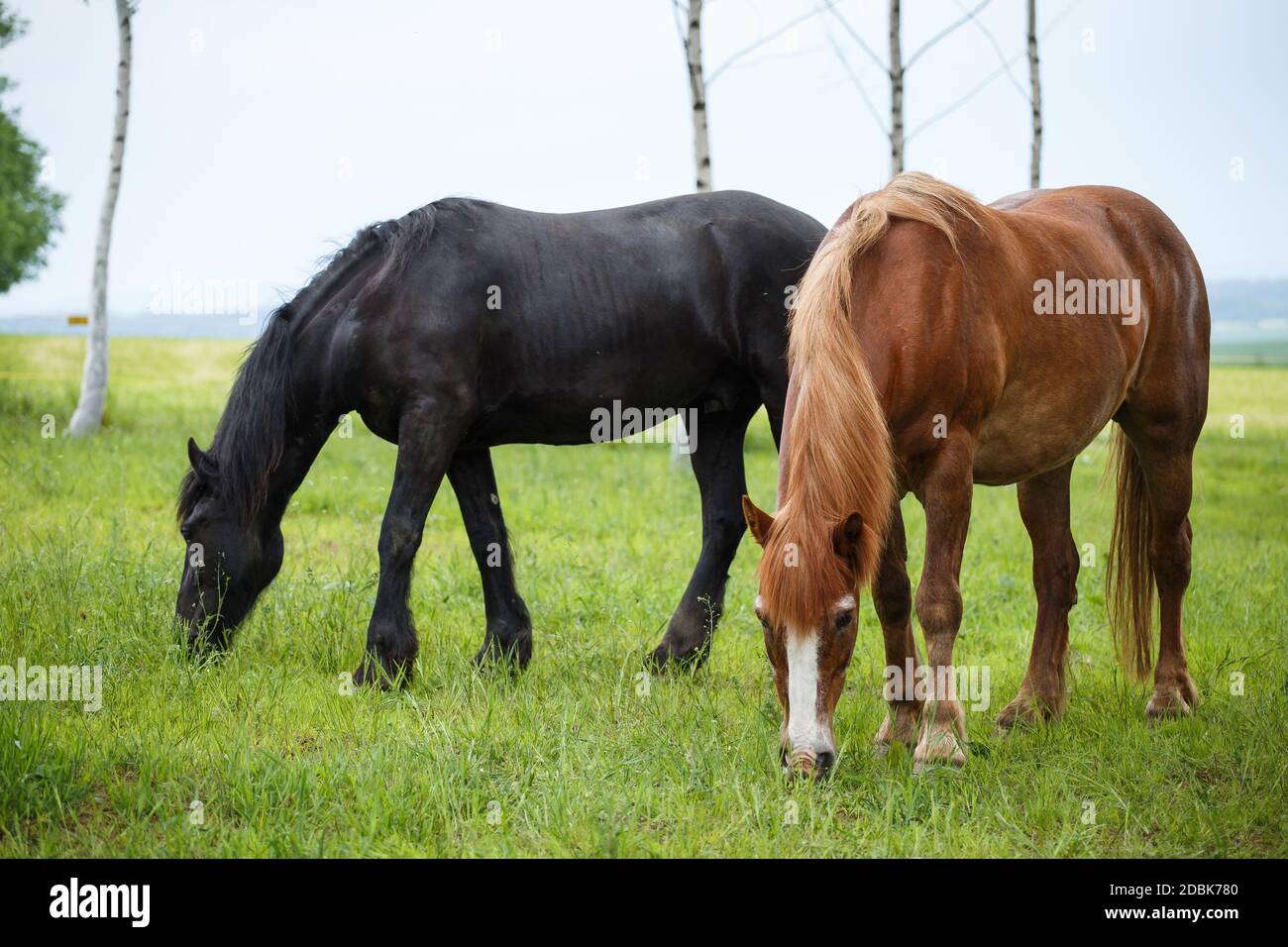 Two friesian horses hi-res stock photography and images - Alamy