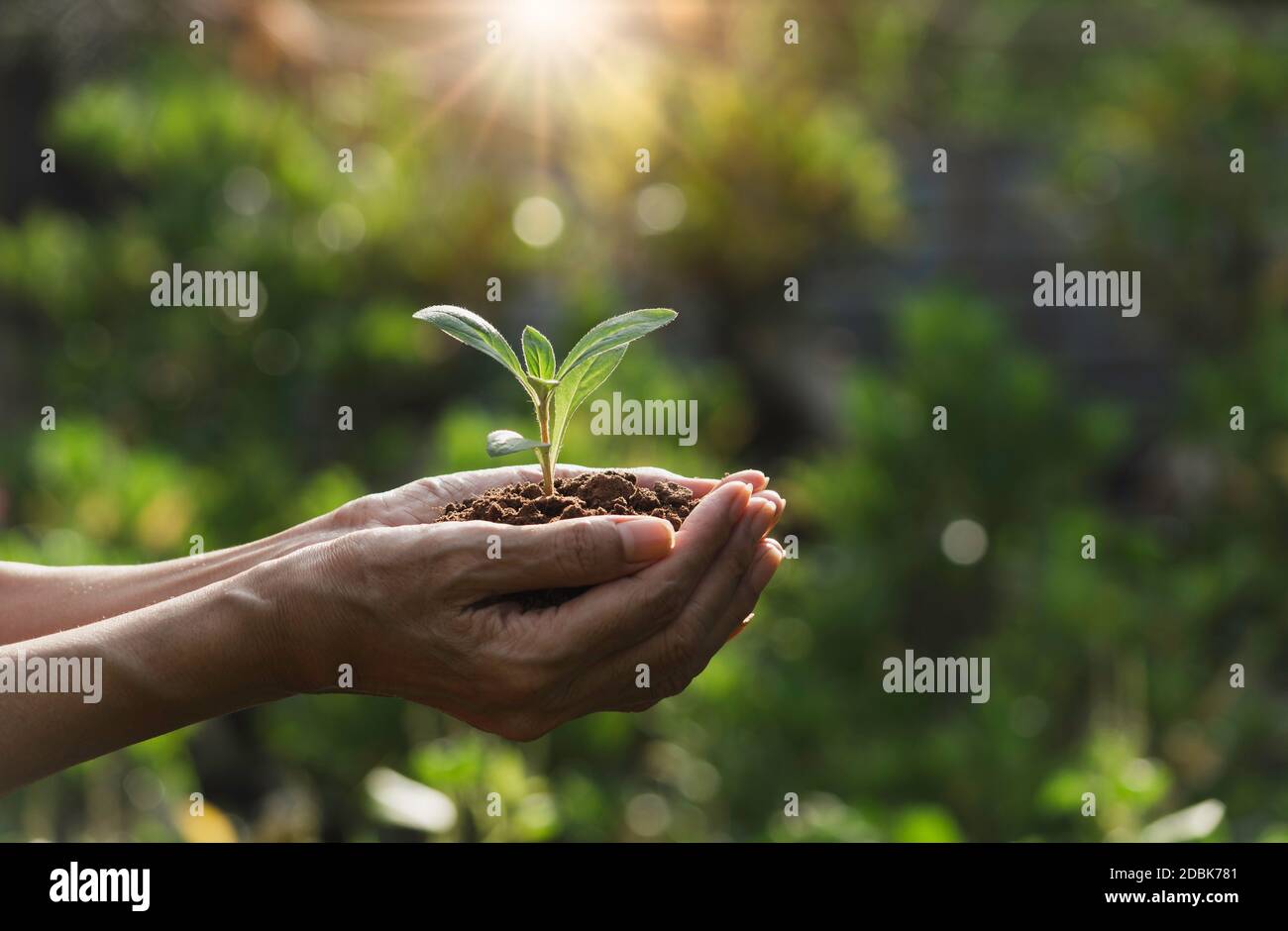 Hand holding a green and small plant. Green fresh plants on nature ...