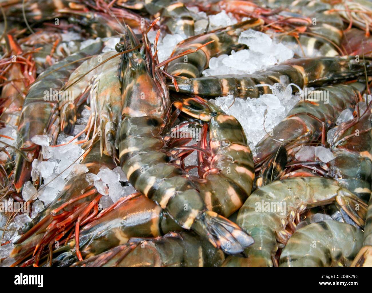 Big fresh tiger prawns on the market Stock Photo - Alamy