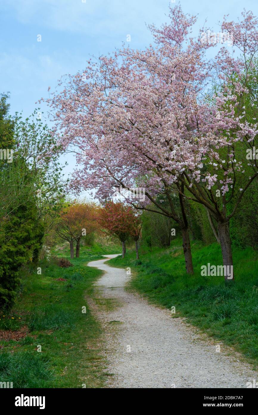 Footpath with pink flowering trees in a park Stock Photo - Alamy