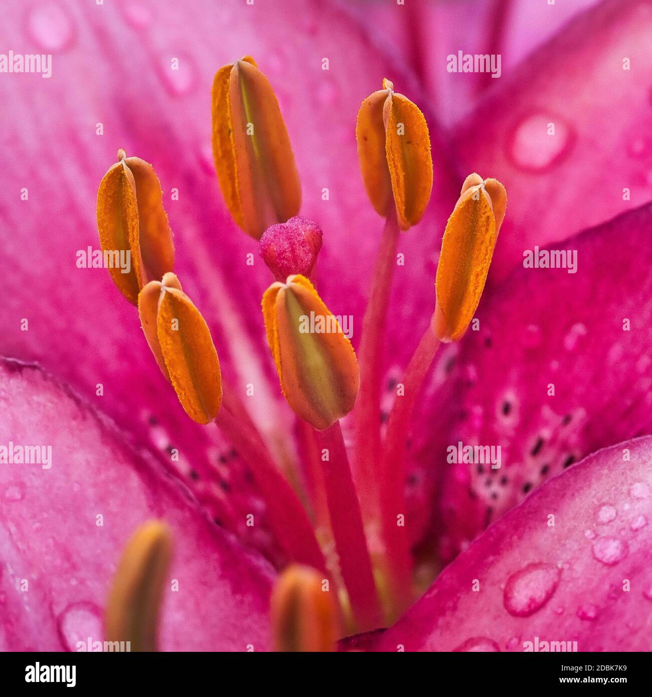 Lily macro details hi-res stock photography and images - Alamy