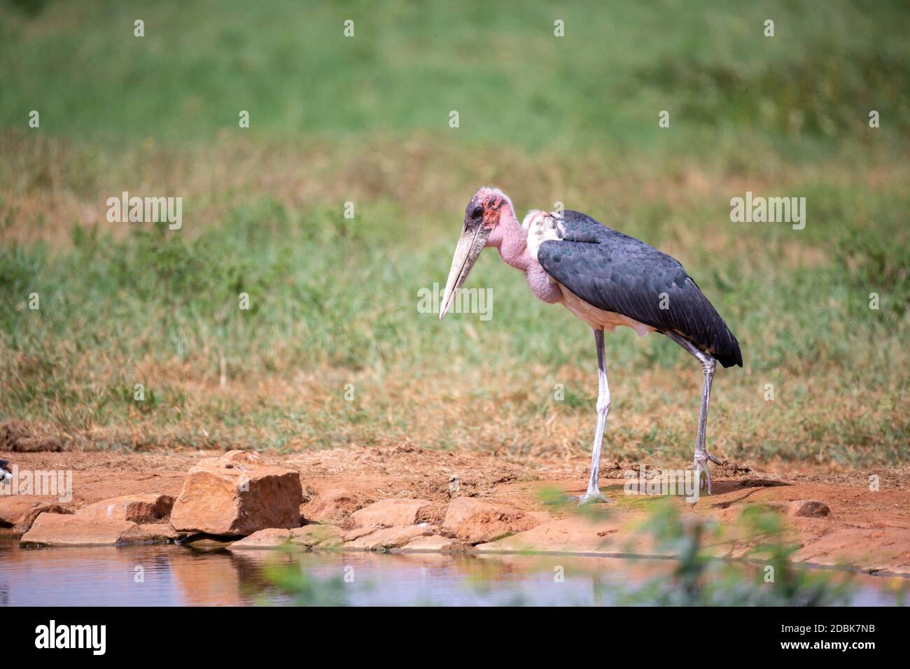 Bird marabu hi-res stock photography and images - Alamy