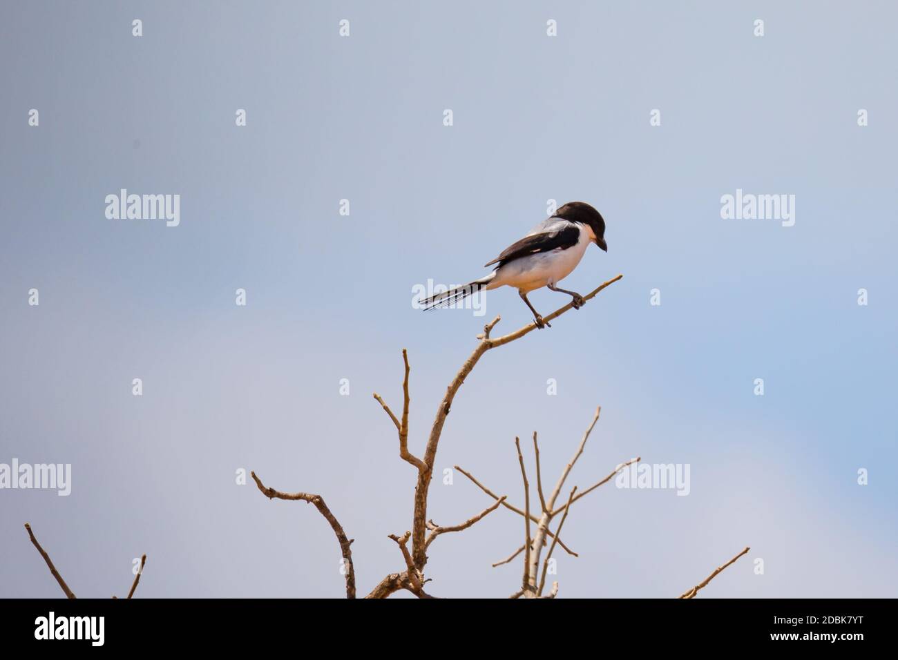 A Native Kenyan birds in their natural environment Stock Photo - Alamy