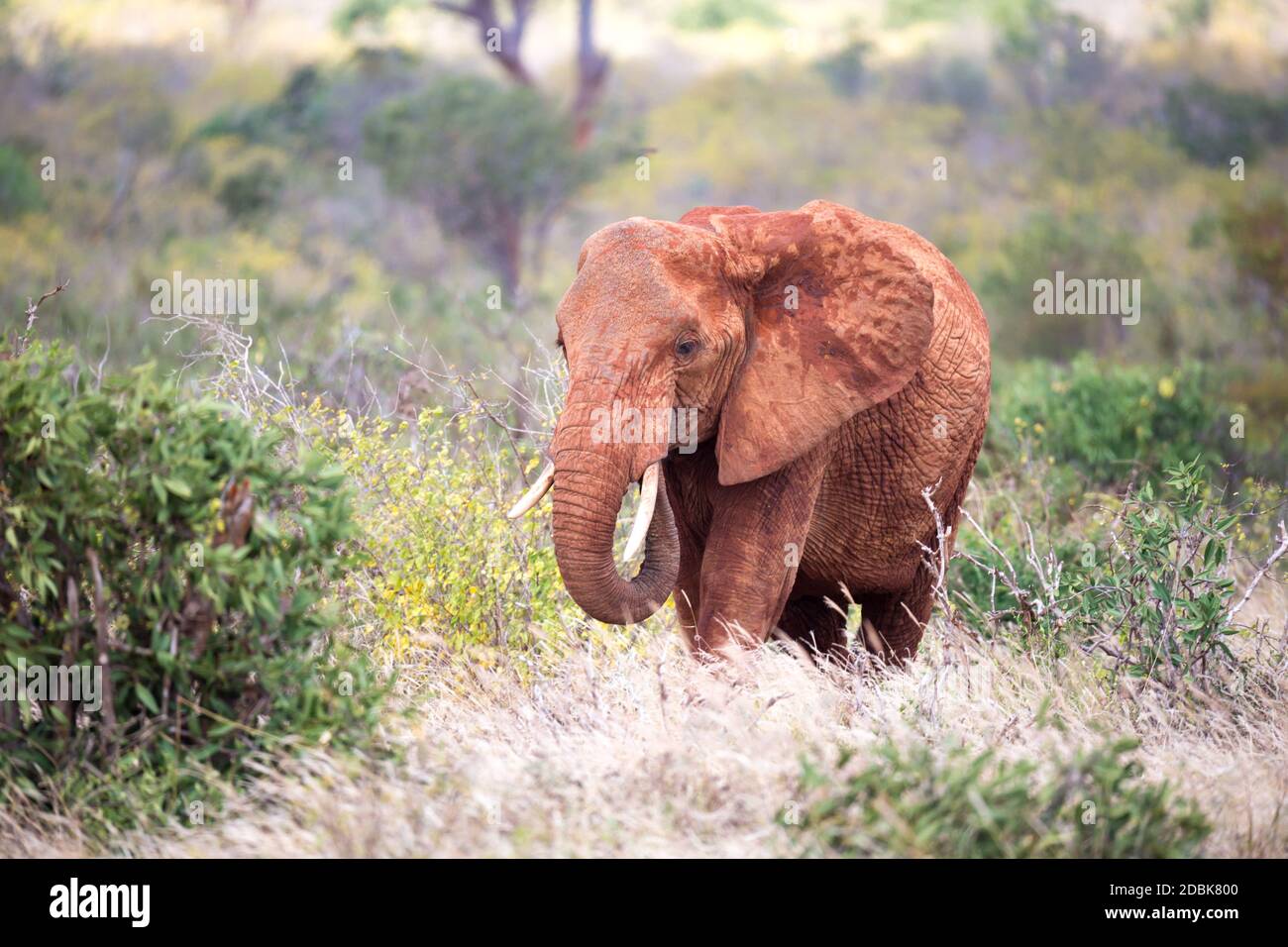 The red elephant walks among the palm trees and trees Stock Photo - Alamy