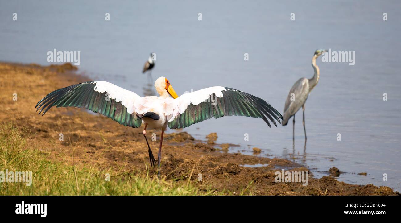 One marabou bird dries his wings at the waterhole Stock Photo - Alamy