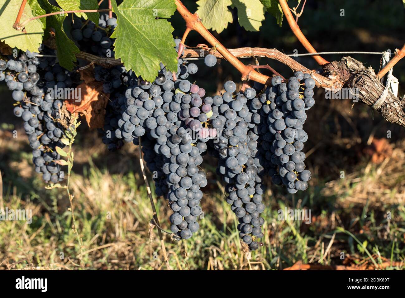 Close up of red merlot grapes in vineyard. Medoc, Gironde, Aquitaine ...