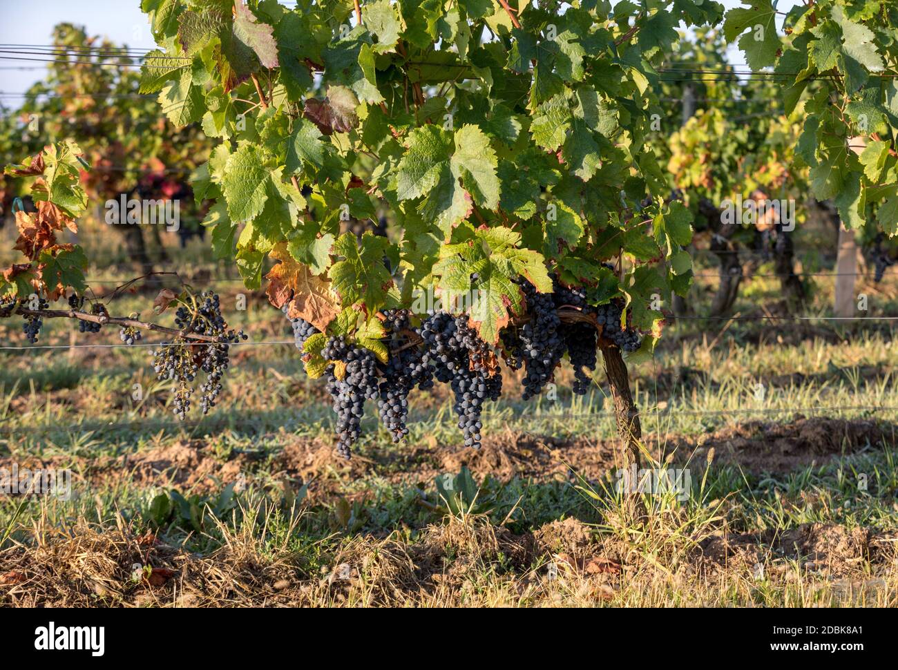 Red wine grapes ready to harvest and wine production. Saint Emilion ...