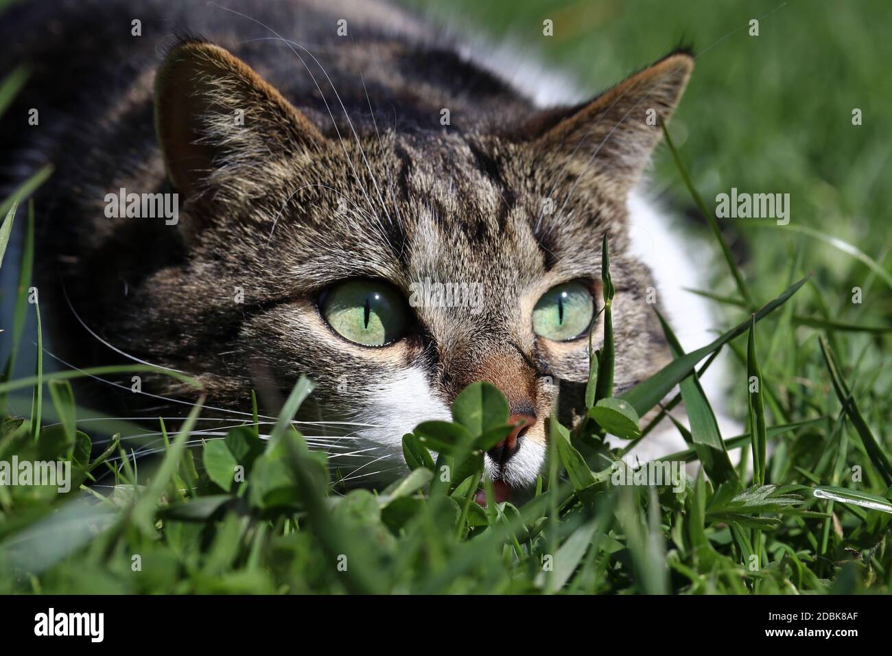 Crouching predator hi-res stock photography and images - Alamy