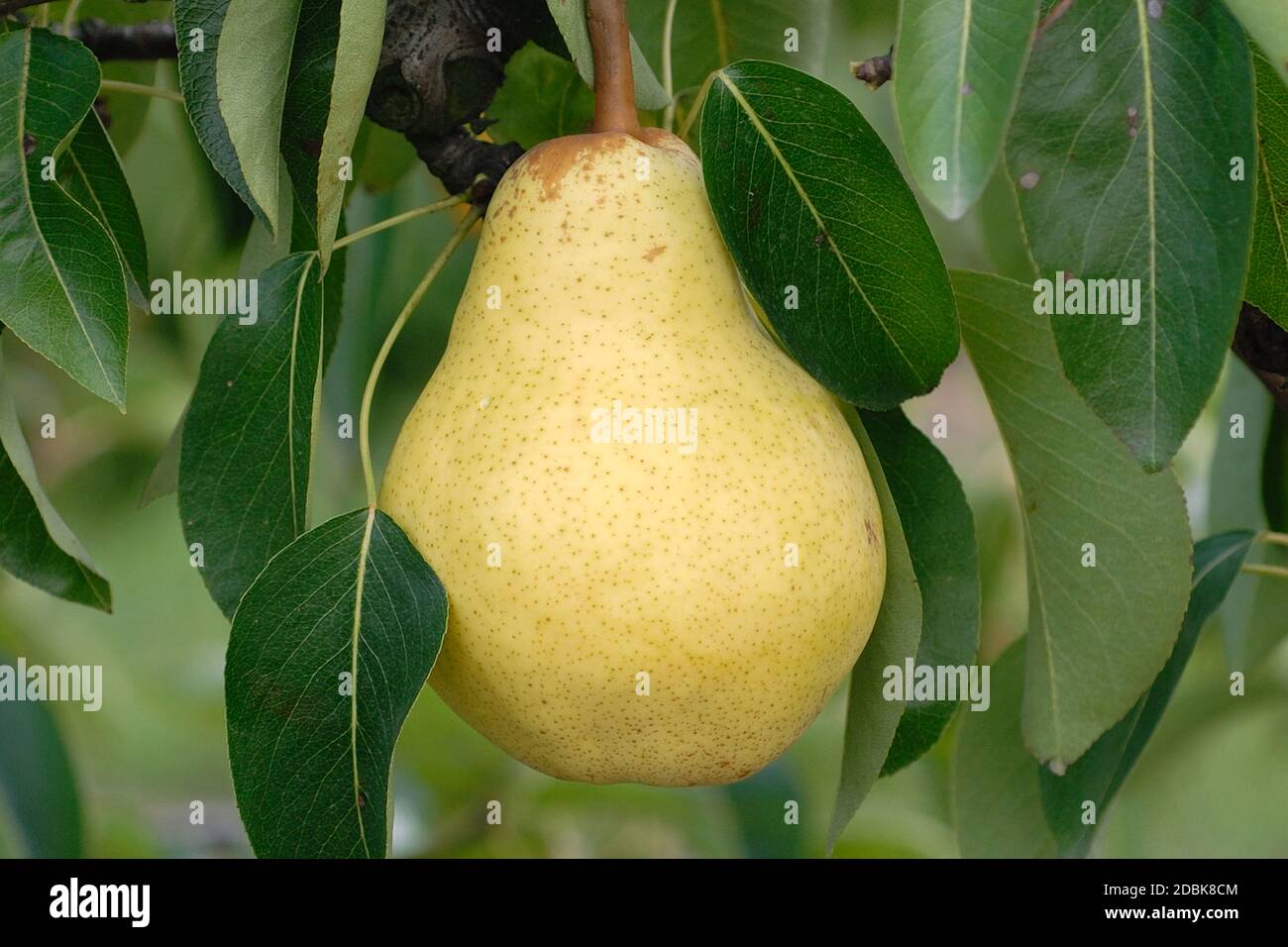 Pyrus communis 'Williams Christ Stock Photo - Alamy