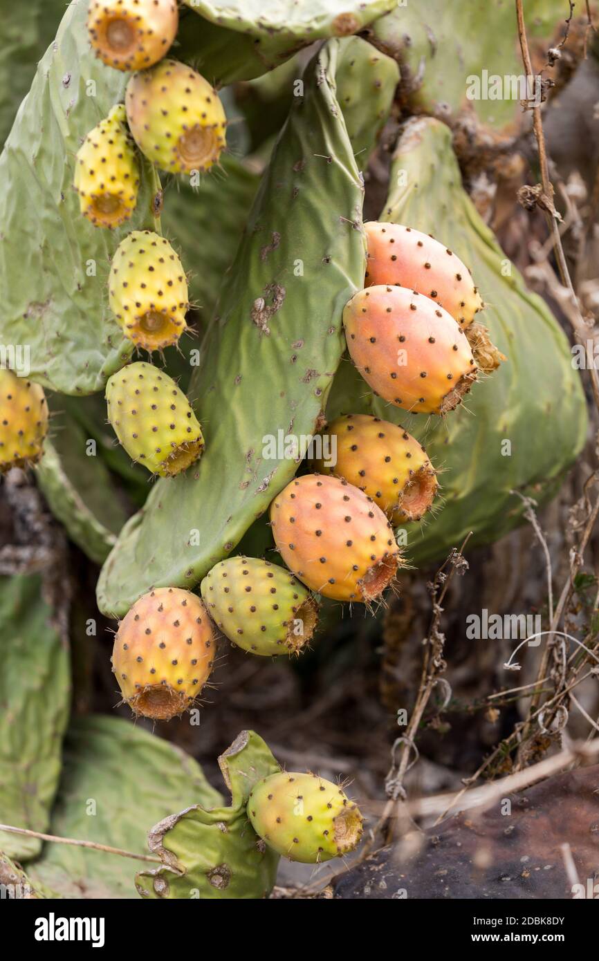 Opuntia ficus-indica is a species of cactus that has long been a ...