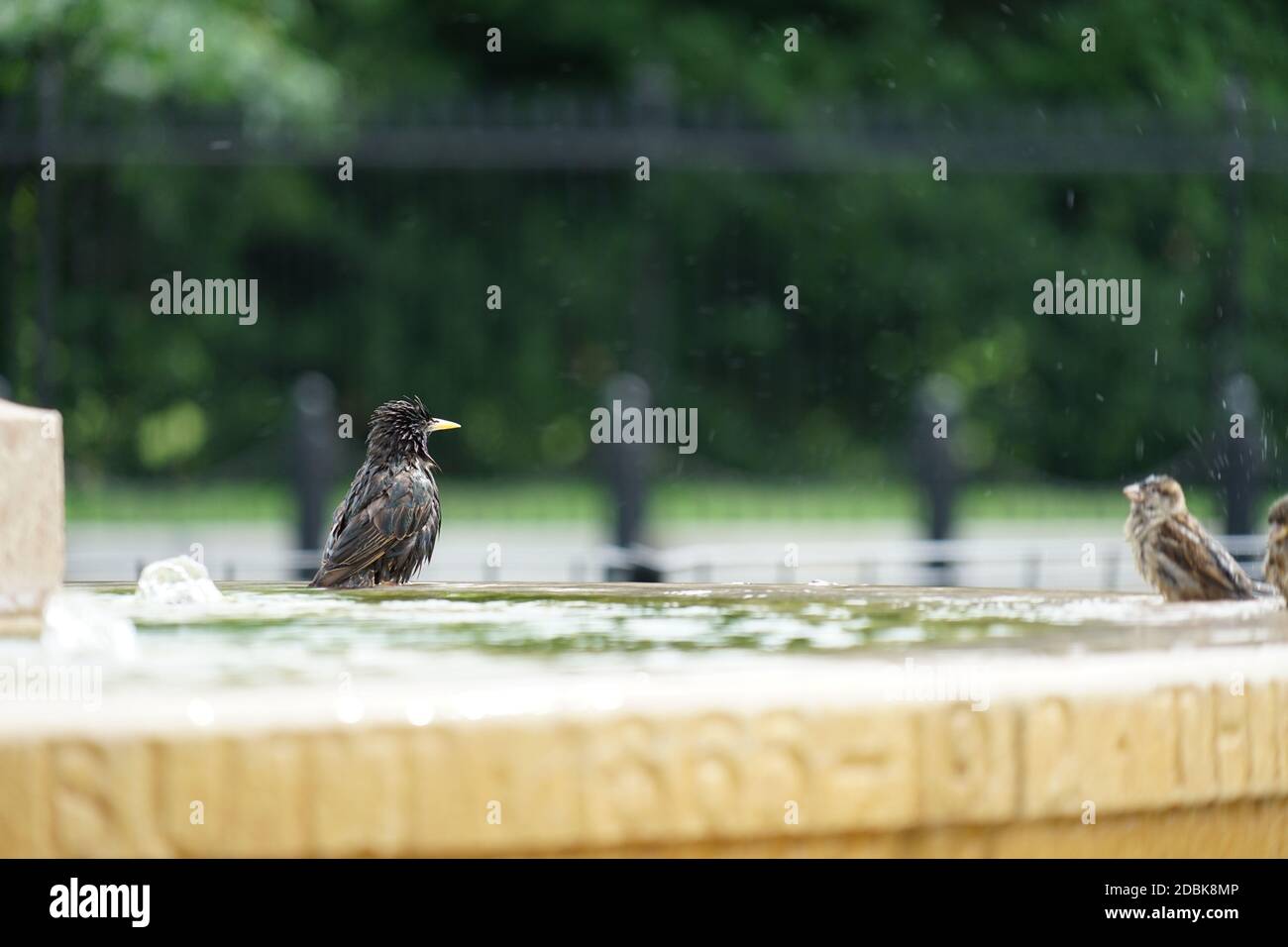 Birds bathing. Shooting Location: New York, Manhattan Stock Photo - Alamy