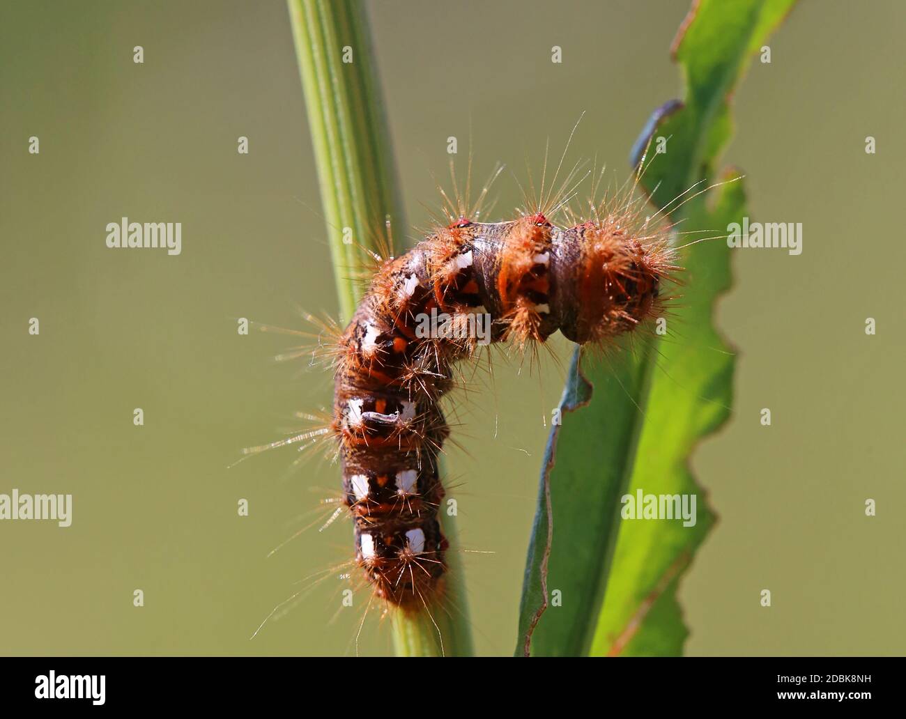 Adult caterpillar of the ampfer-herd owl Acronicta rumicis dorsal Stock ...