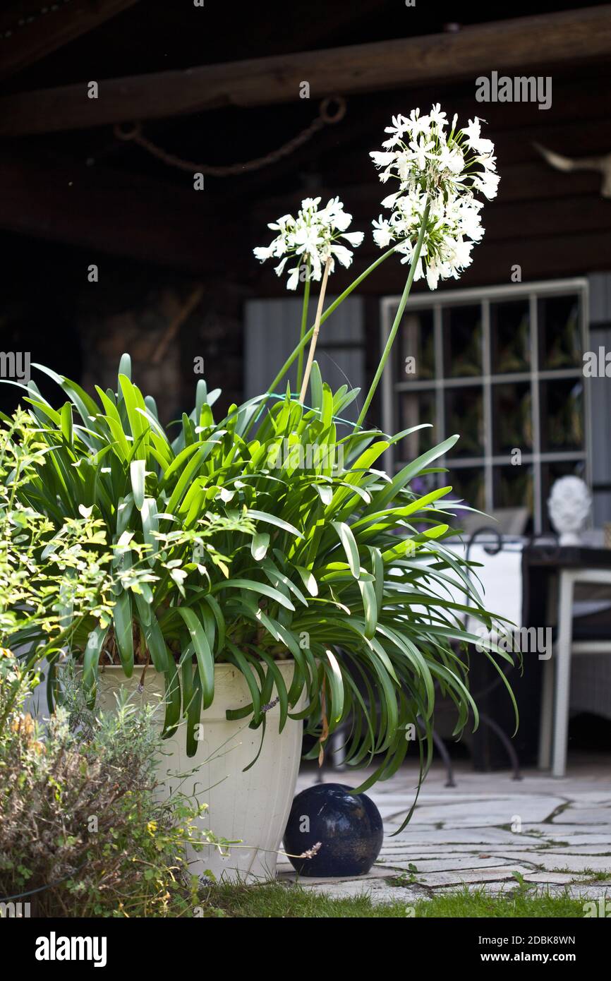Latern flower hi-res stock photography and images - Alamy