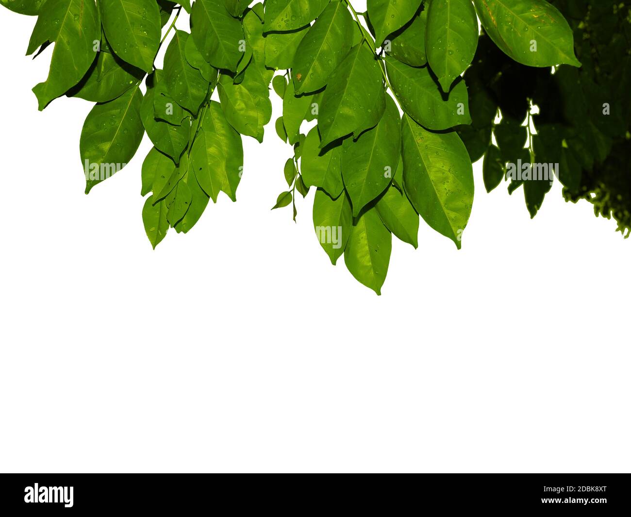 Green leaves hanging on a white background Stock Photo - Alamy