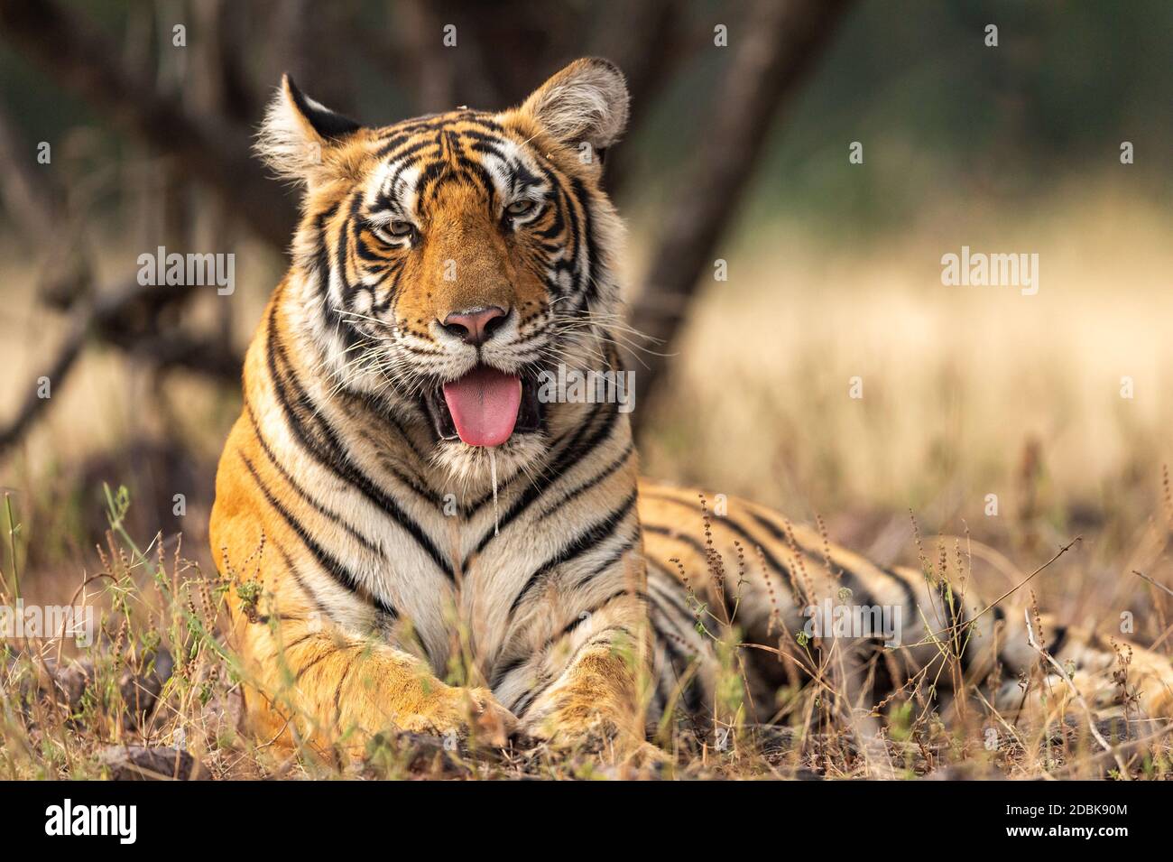 Tiger Tongue High Resolution Stock Photography and Images - Alamy