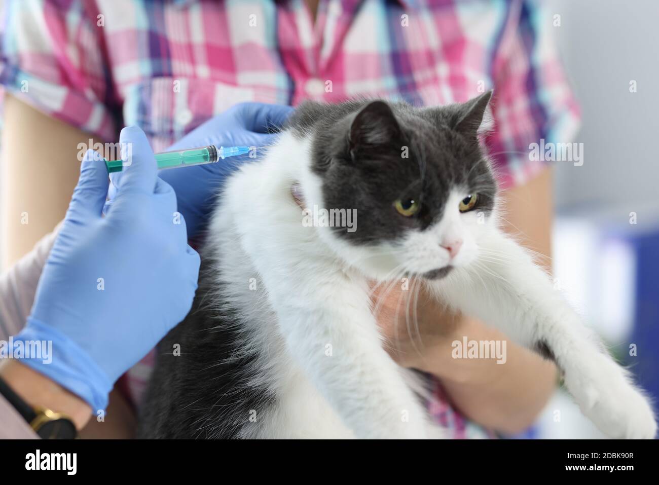 Veterinarian gives shot to the cat's neck Stock Photo - Alamy
