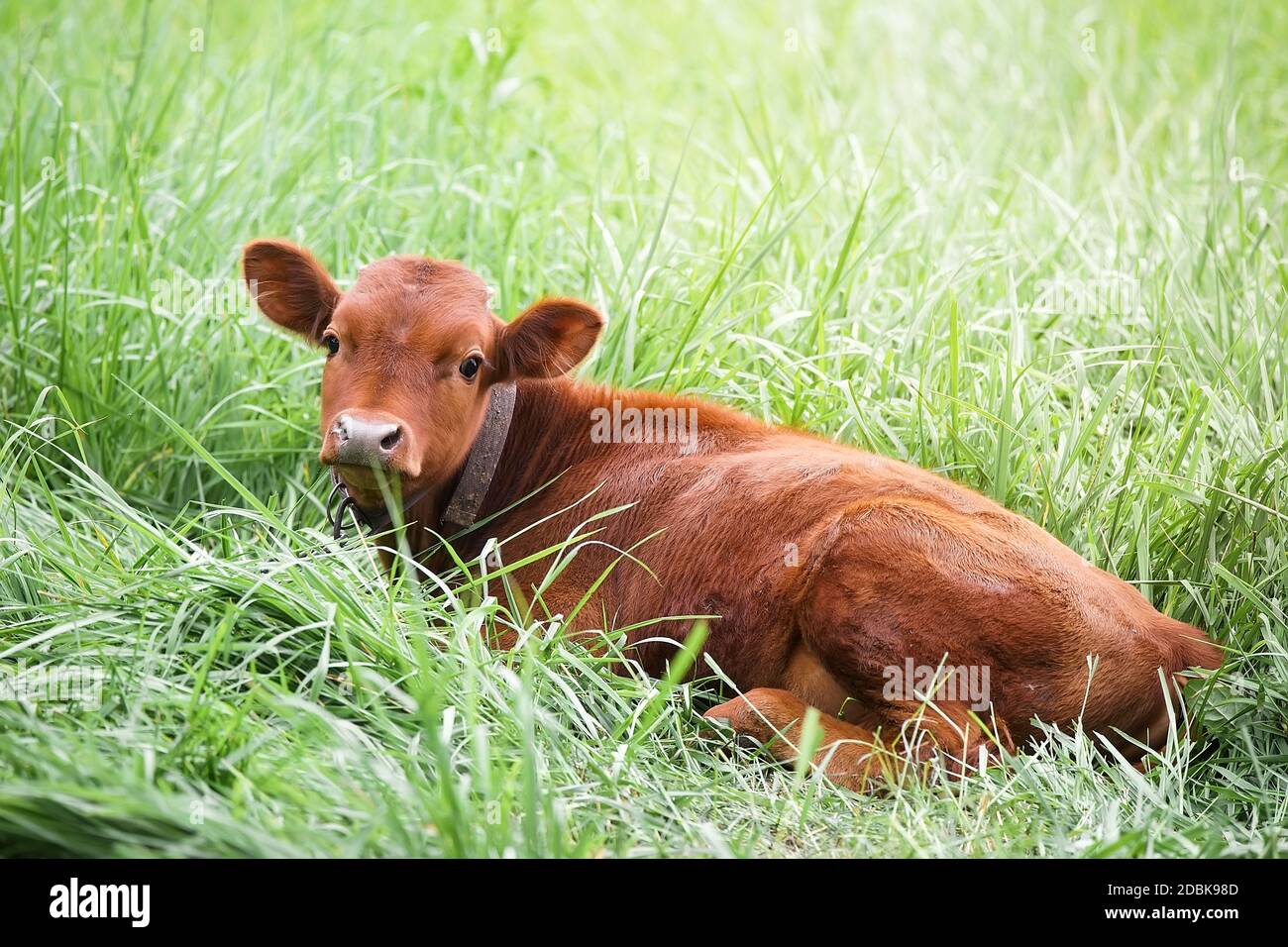red a young calf is lying on the green grass Stock Photo - Alamy
