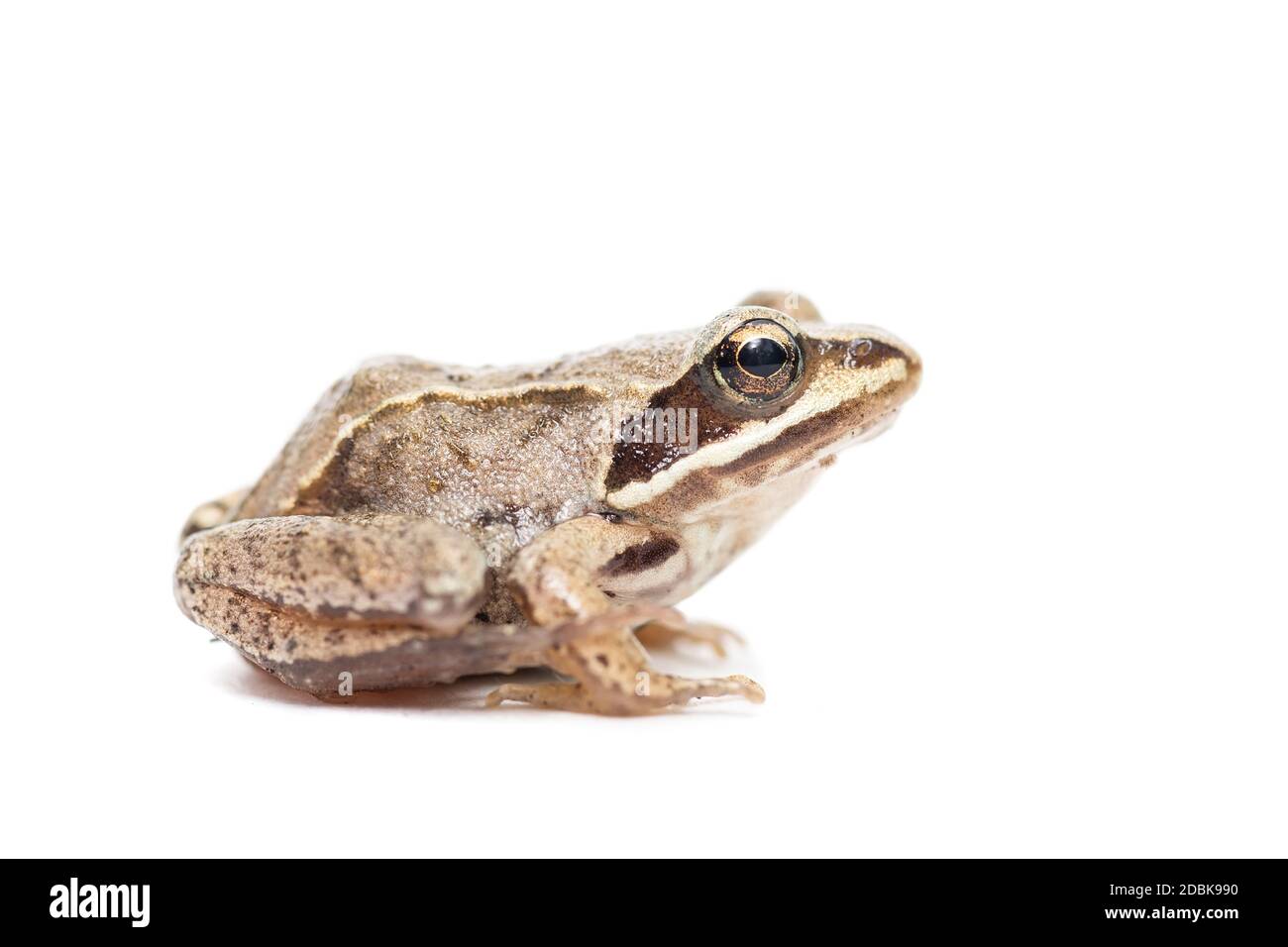 But. Common (European) toad on a white background Stock Photo - Alamy