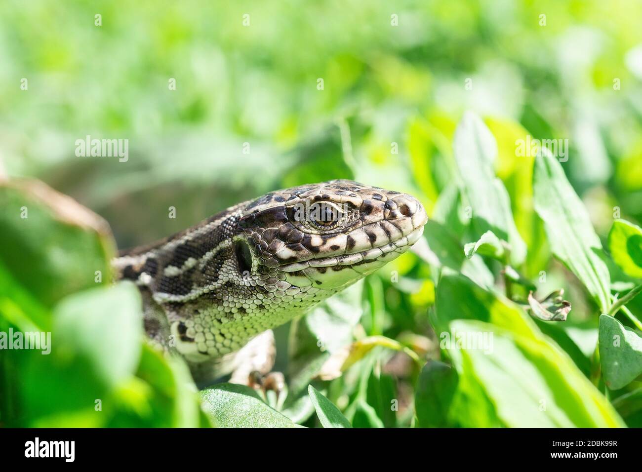 The head of a female lizard, macro photo of the head of a female lizard ...
