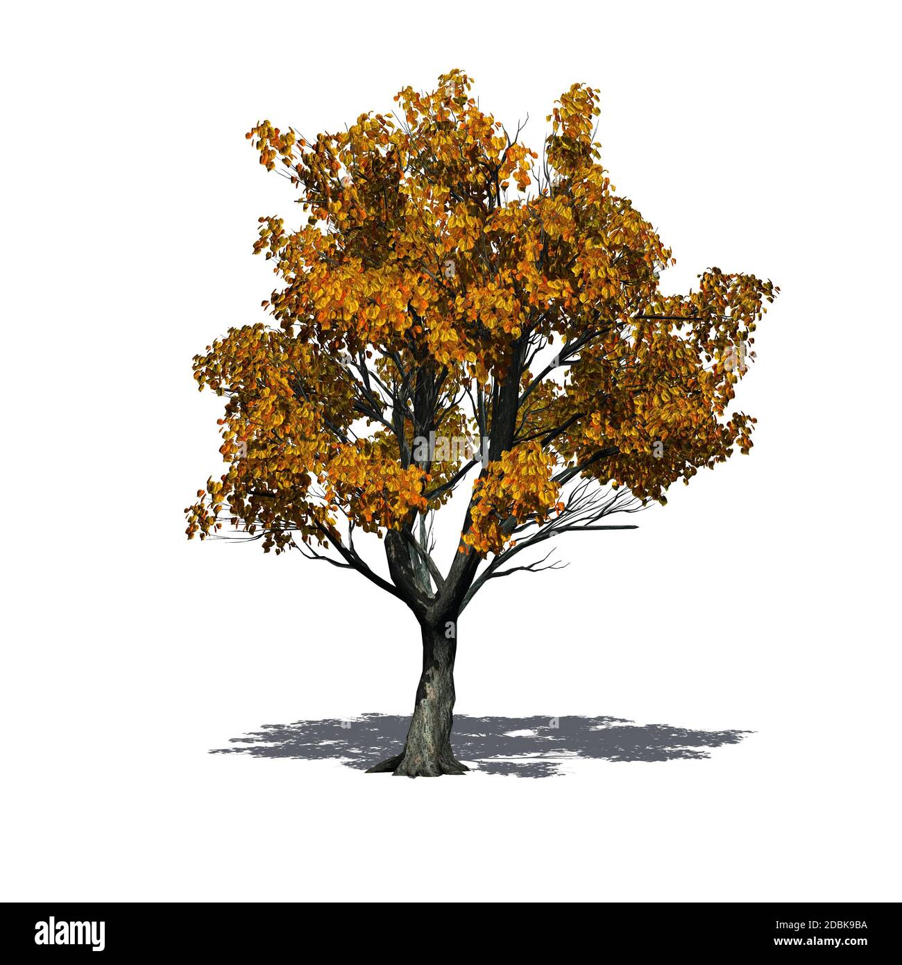 Forest floor texture Cut Out Stock Images & Pictures - Alamy