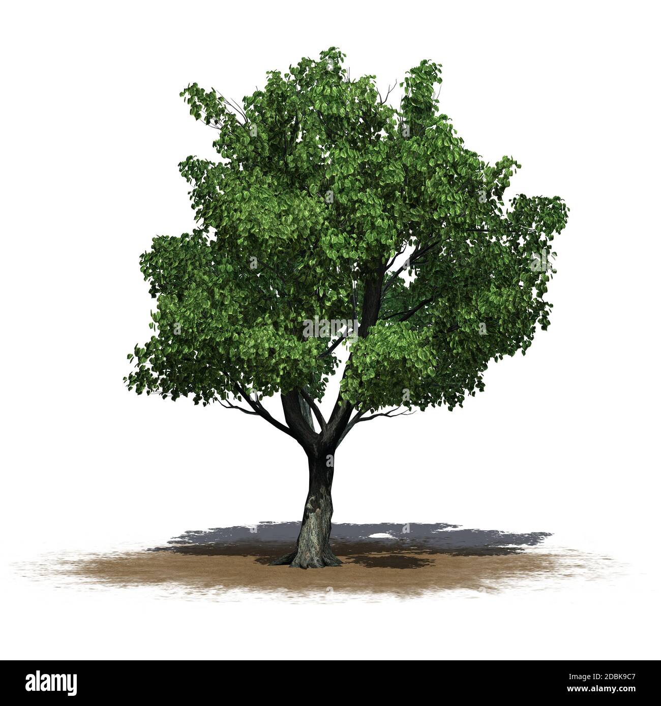 Sand paper tree hi-res stock photography and images - Alamy
