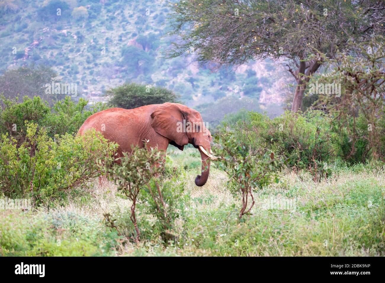 One big red elephant standing between the bush Stock Photo - Alamy
