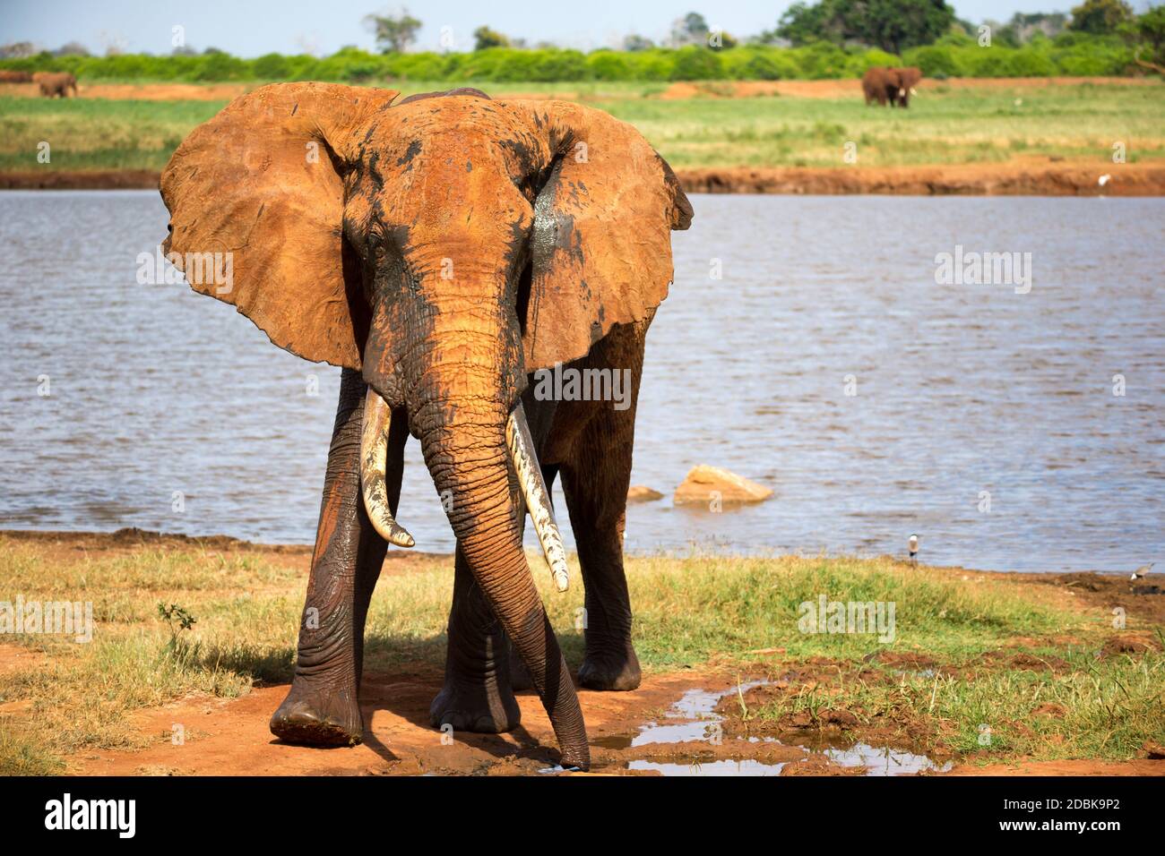 One big red elephant after bathing near a water hole Stock Photo - Alamy