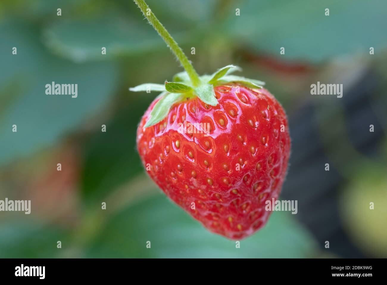 Single ripe strawberry in front of a leaf background Stock Photo - Alamy
