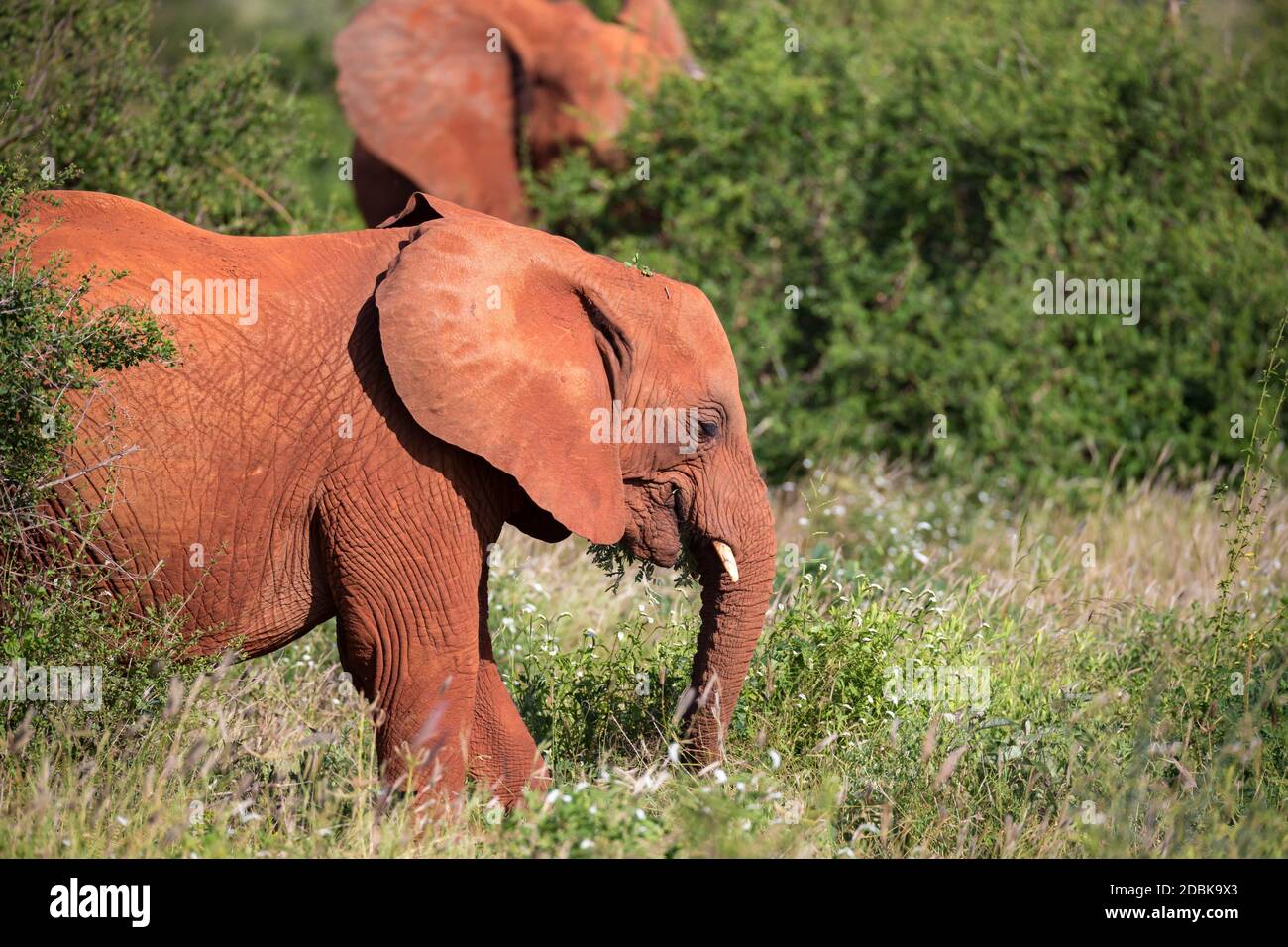 A family of red elephants is walking between the bush Stock Photo - Alamy
