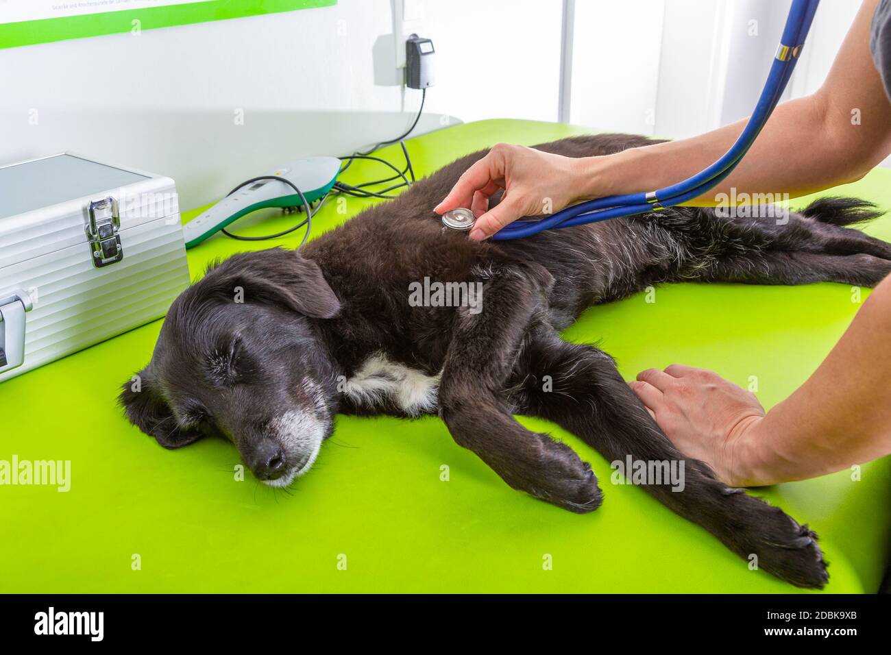 getting the pulse with a stethoscope at vet office Stock Photo - Alamy