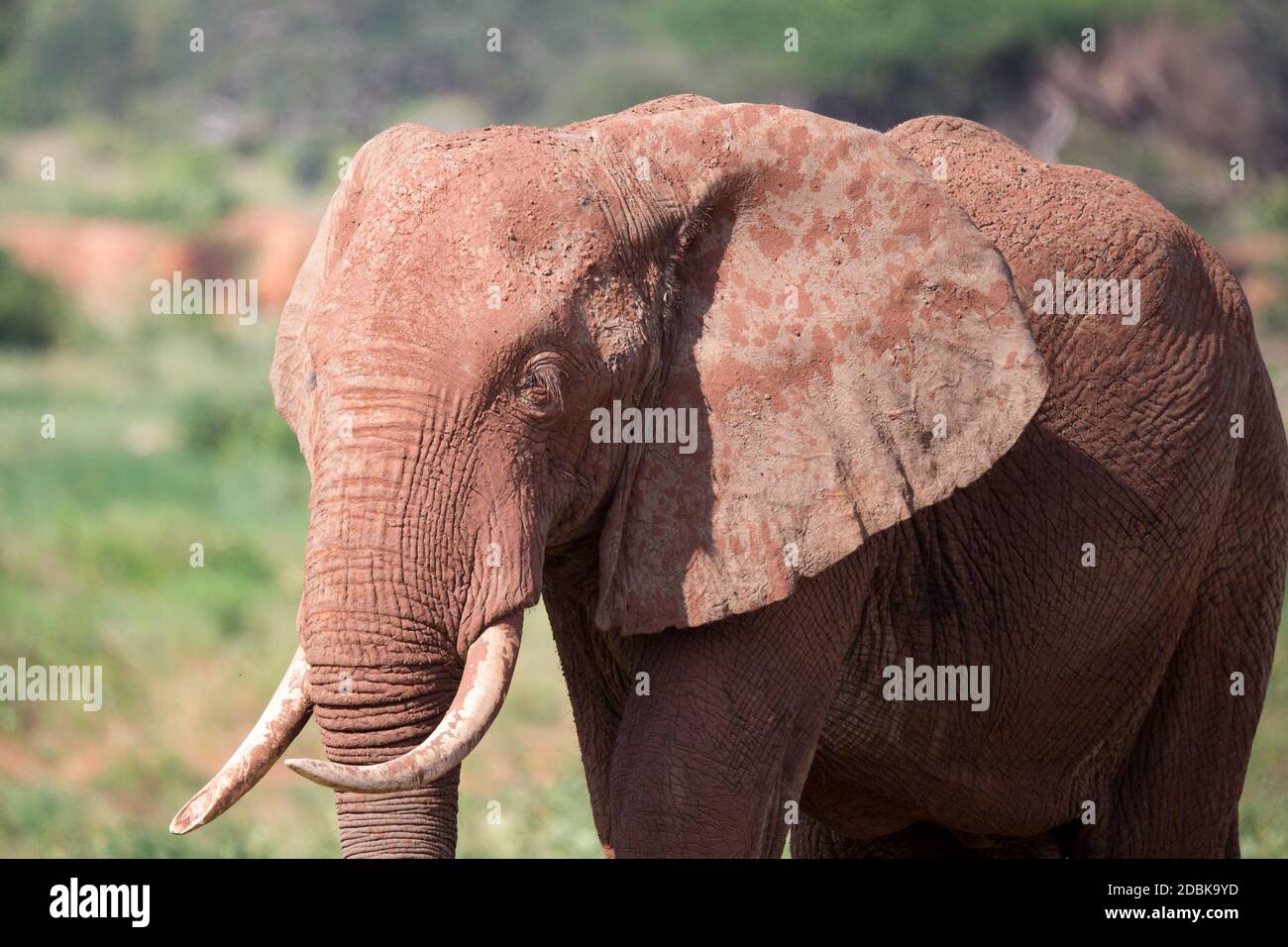A face of a red elephant taken up close Stock Photo - Alamy
