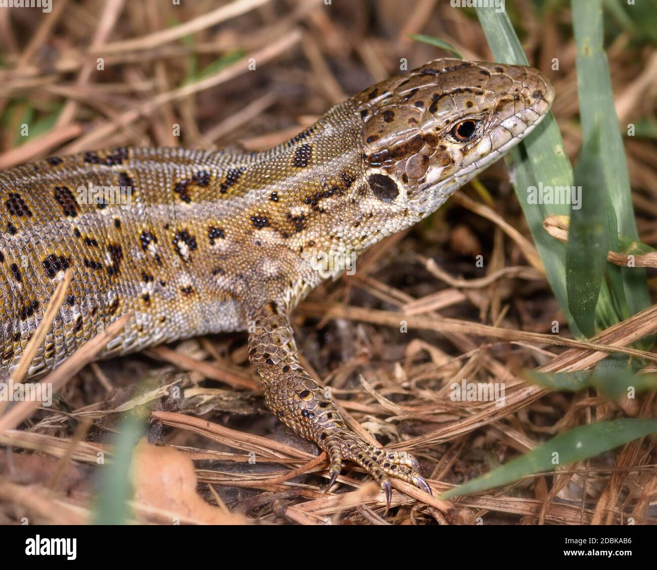 Grass lizard tail hi-res stock photography and images - Alamy