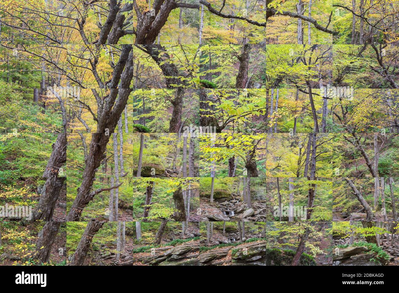 A collage of 36 images of Kaaterskill Forest, New York Stock Photo - Alamy