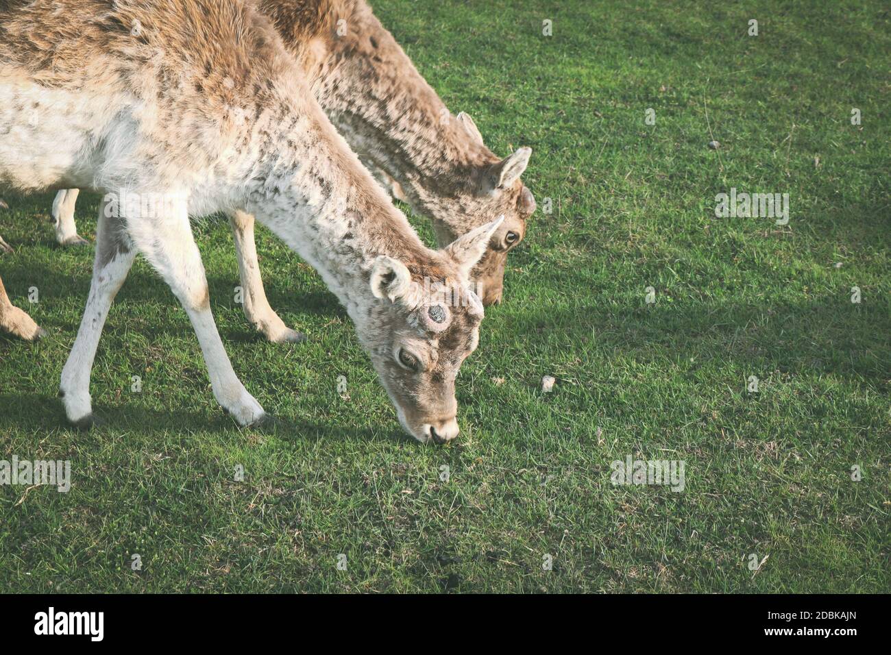 Specification hi-res stock photography and images - Alamy