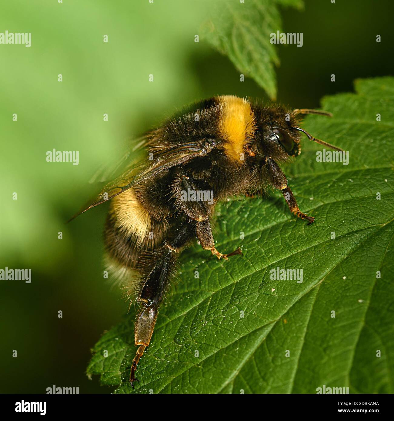 Bumblebee close up hi-res stock photography and images - Alamy