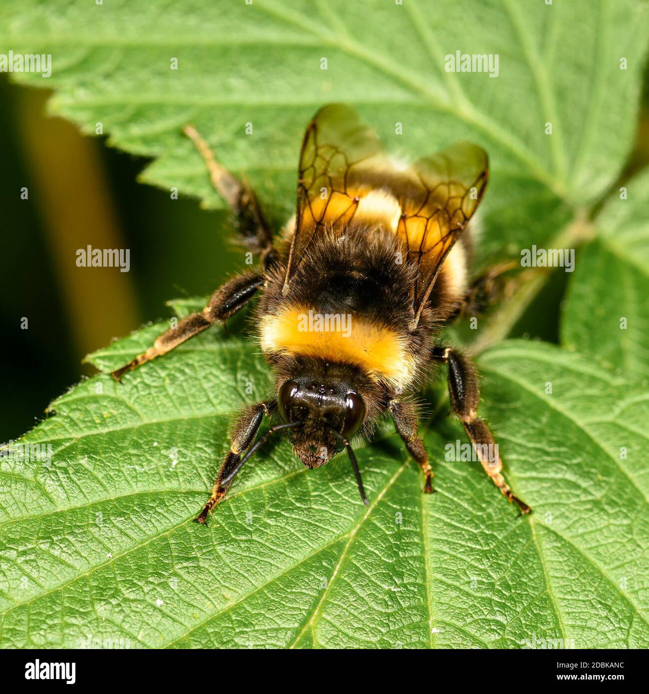 bumblebee sitting on a green leaf, close-up, in a natural environment ...