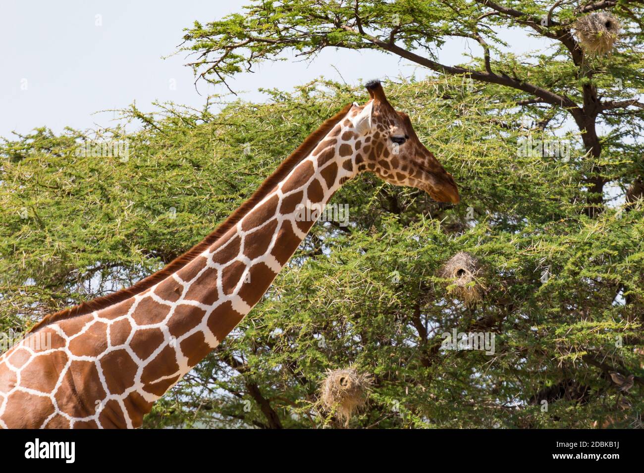 Giraffe eating plants hi-res stock photography and images - Alamy