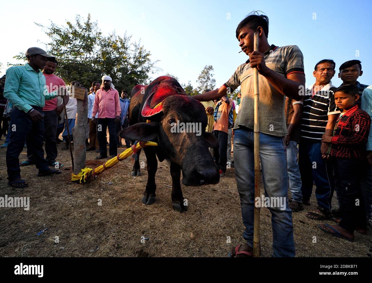 Village people seen enjoying a game with a buffalo on the occasion of ...