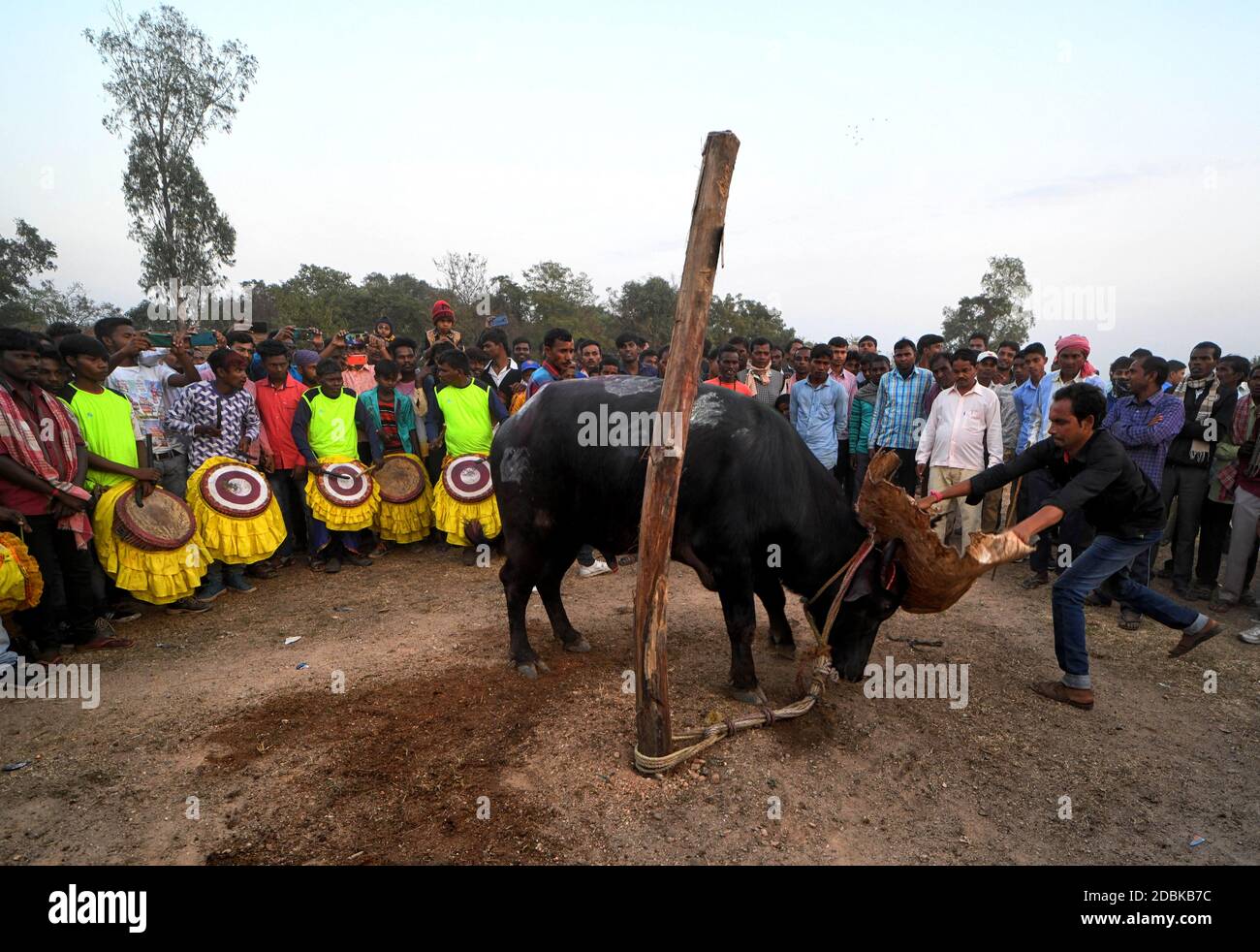 Village people seen enjoying a game with a buffalo on the occasion of ...