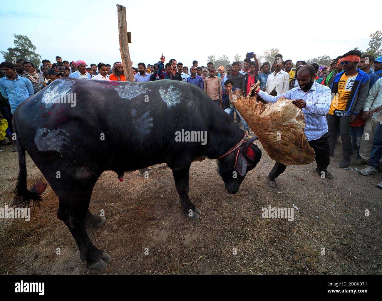 Village people seen enjoying a game with a buffalo on the occasion of ...