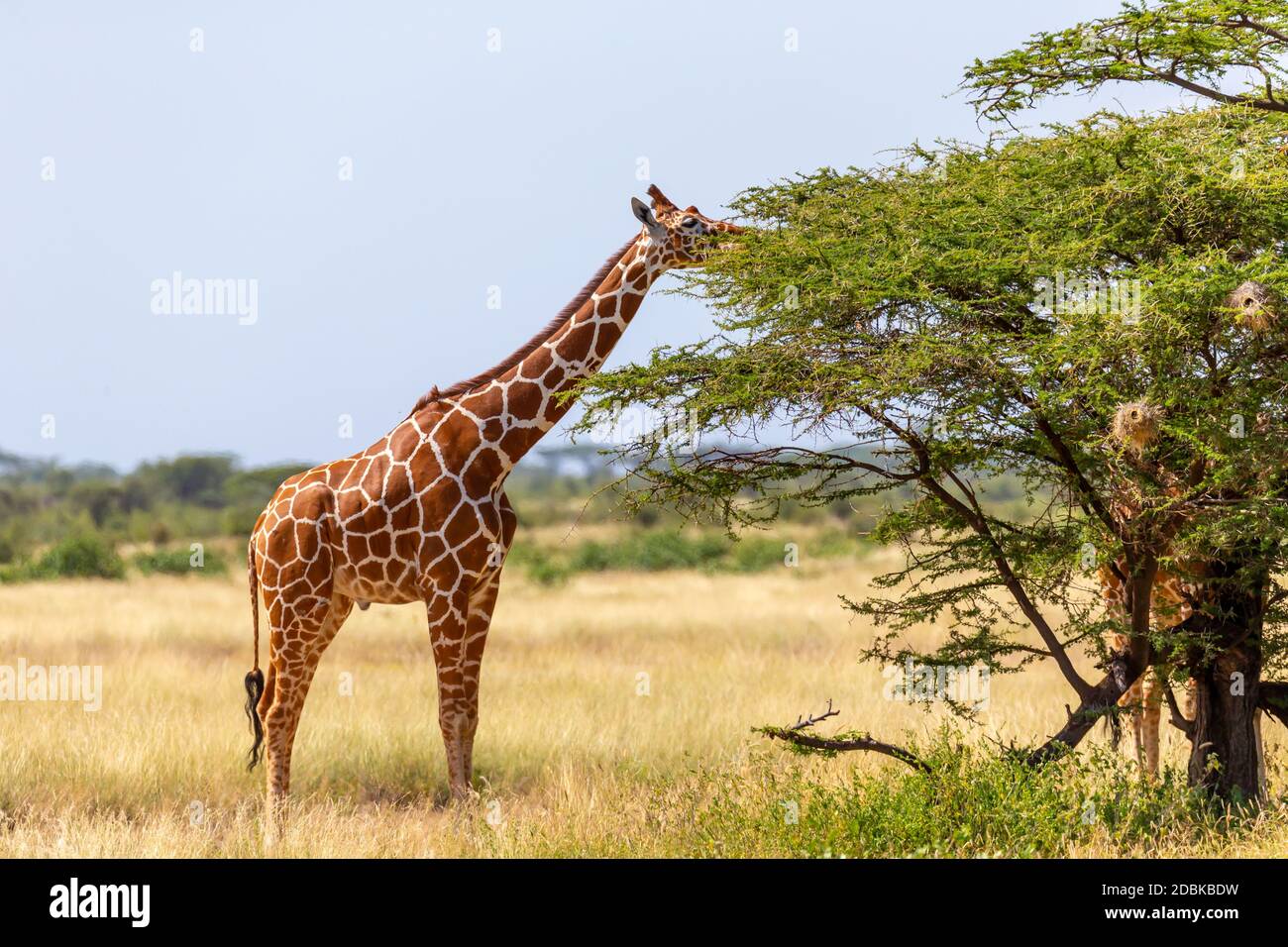 A Somalia giraffes eat the leaves of acacia trees Stock Photo - Alamy