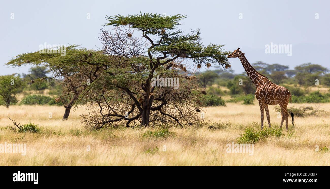 Giraffe Eating Acacia Tree