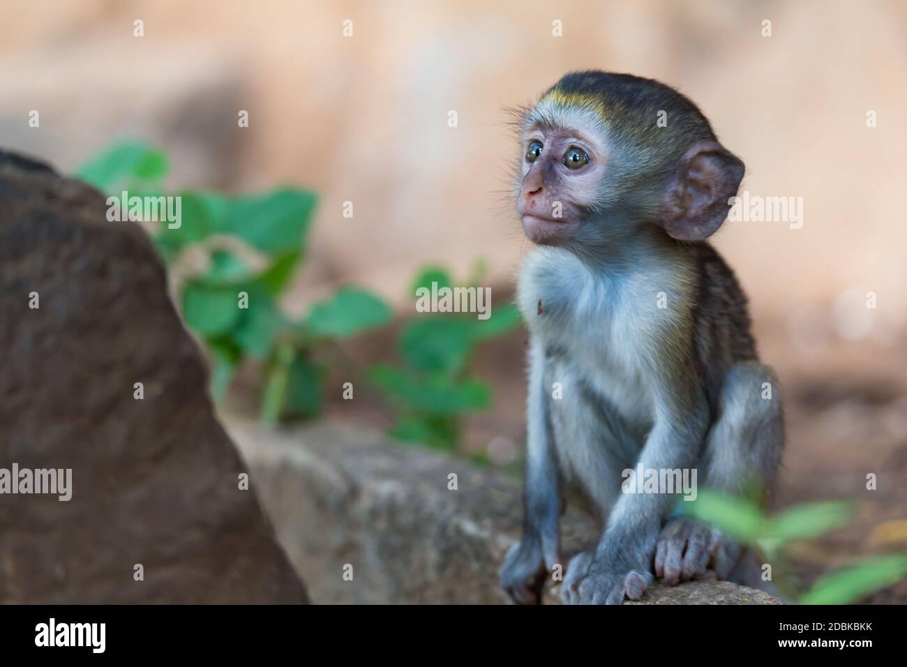 One little funny monkey is playing on the floor or on the tree Stock ...
