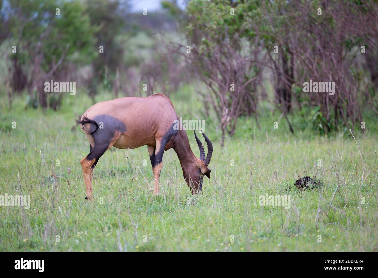White topi hi-res stock photography and images - Alamy