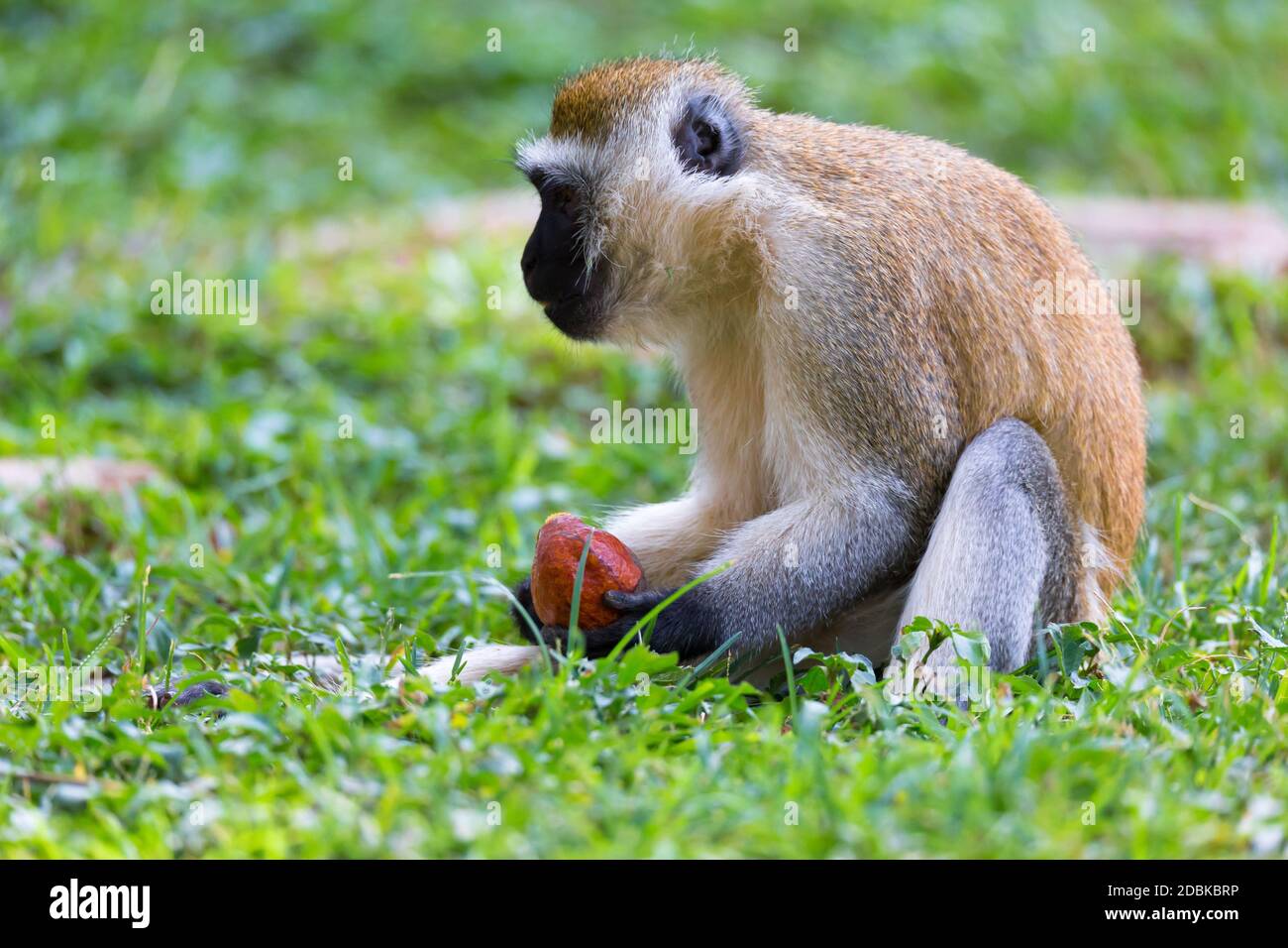 A monkey is doing a fruit meal in the grass Stock Photo - Alamy