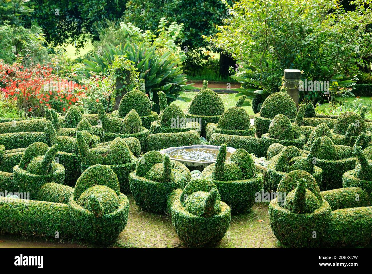 Buchsbaum (Buxus sempervirens var. arborescens Stock Photo - Alamy