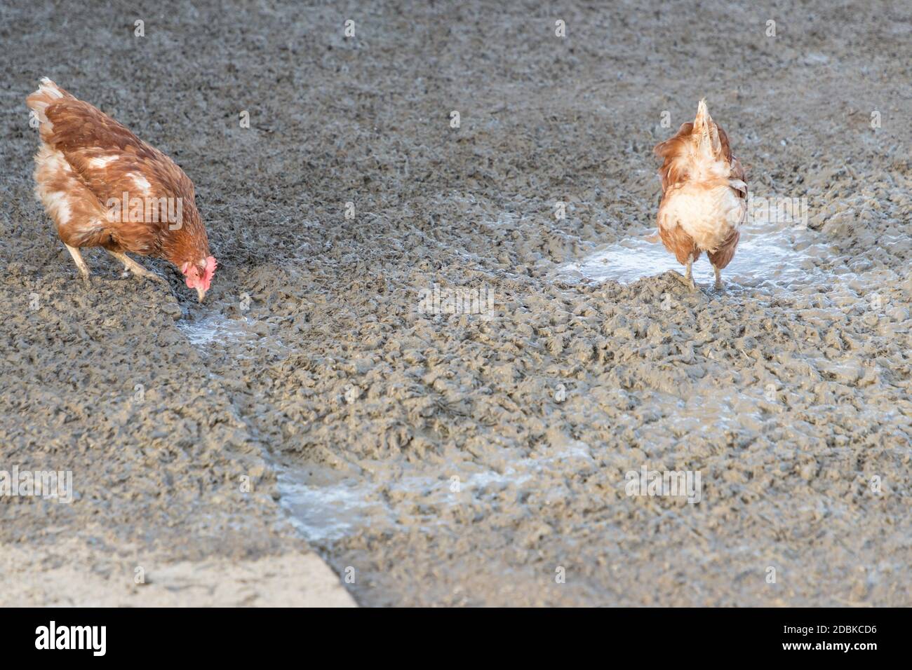Puddle farmyard mud farm hi-res stock photography and images - Alamy