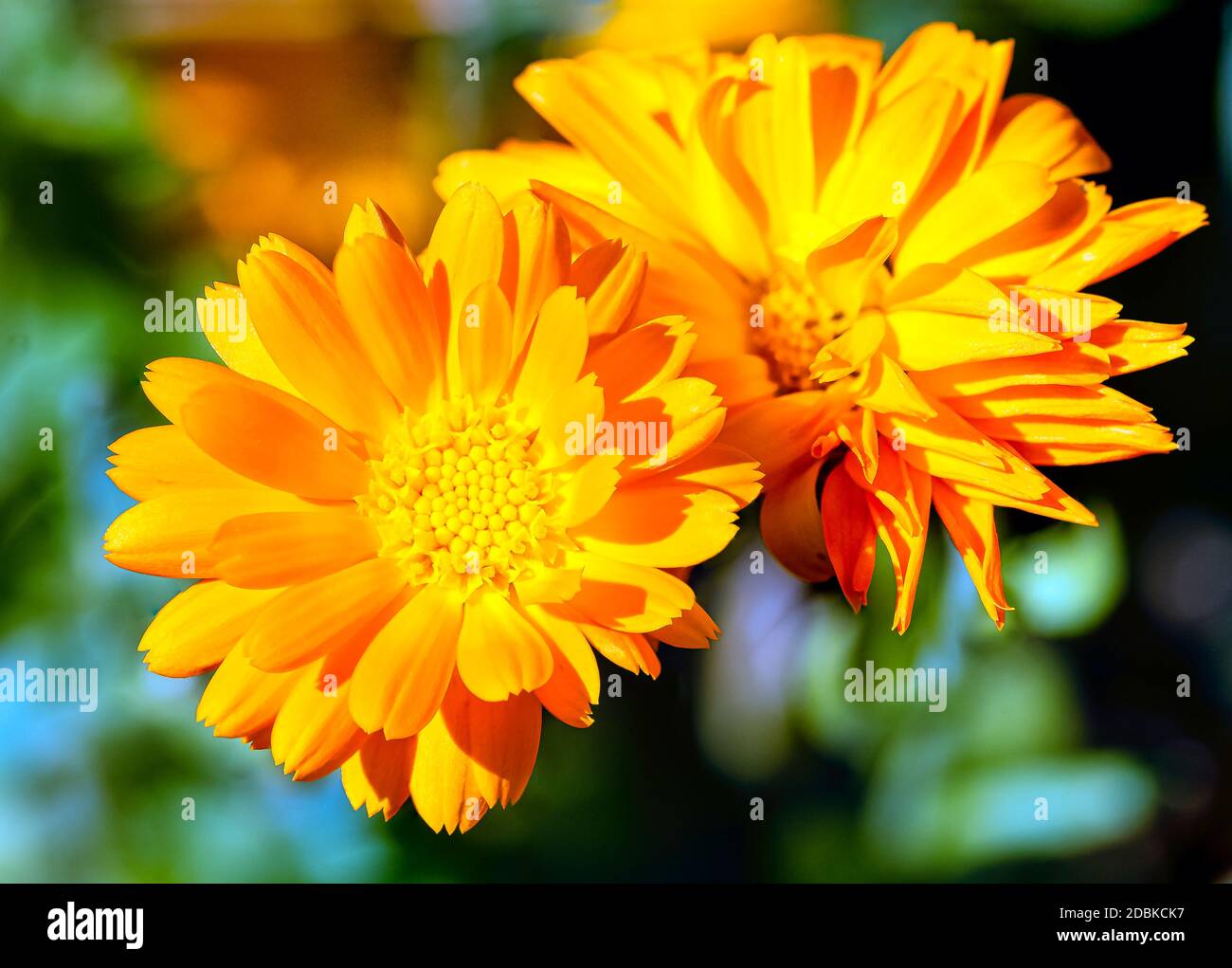 Calendula officinalis known as pot marigold, ruddles, common or Scotch ...