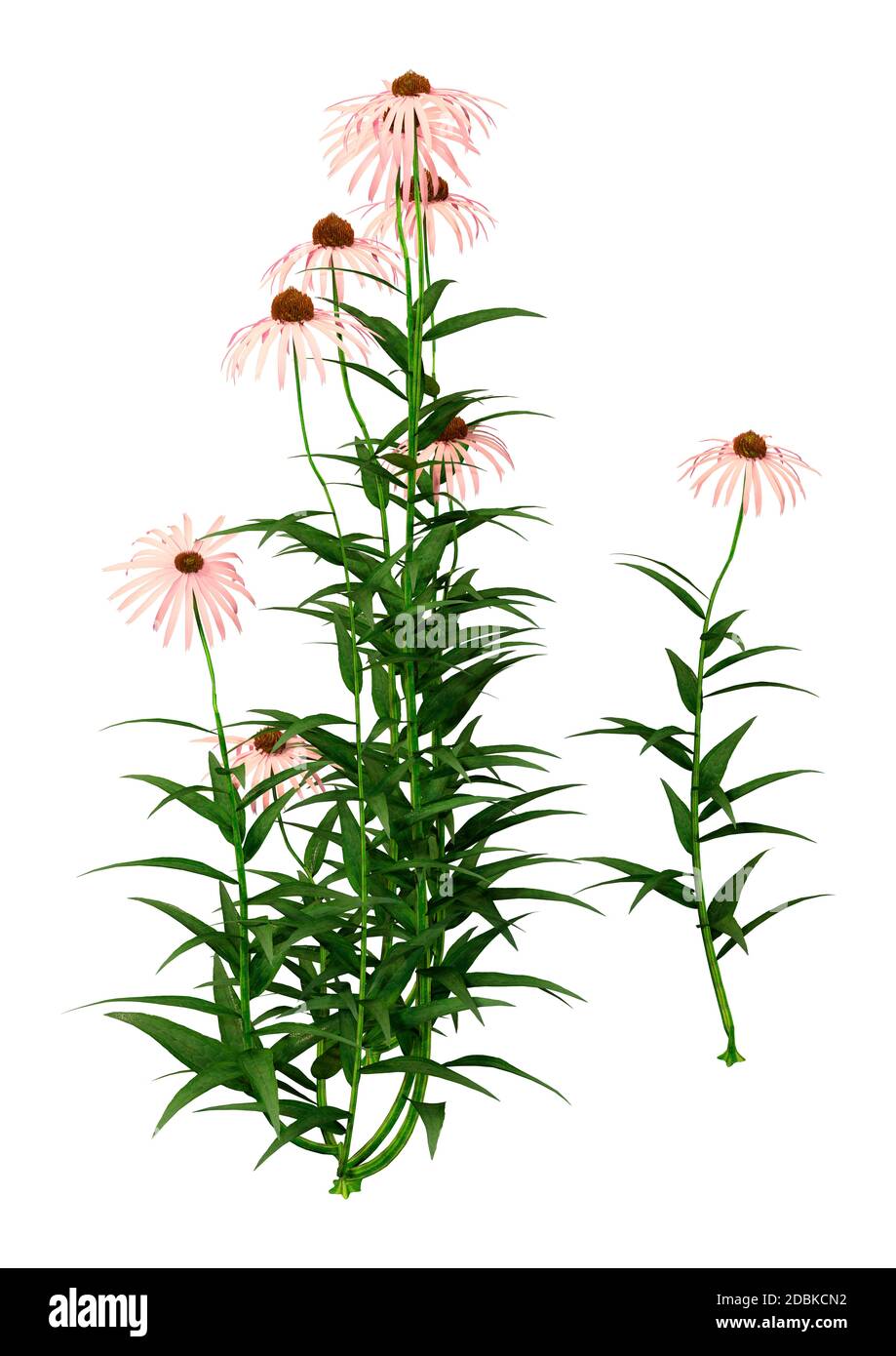 3D rendering of cone flowers isolated on white background Stock Photo ...