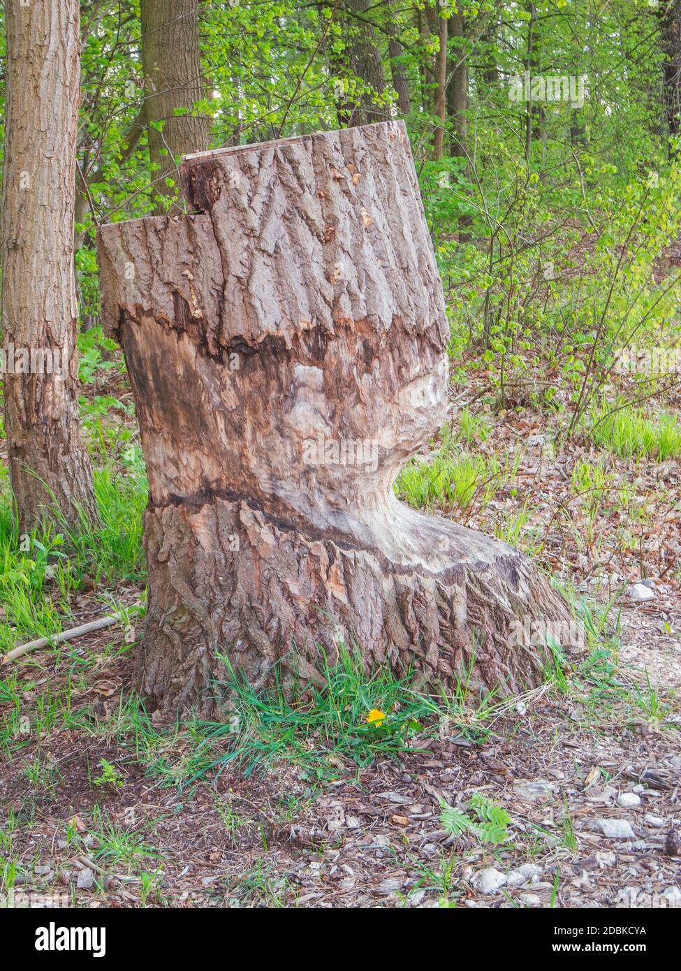 Landscape view of a forest with individual tree stumps damaged by ...